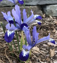 iris reticulata eyecatcher