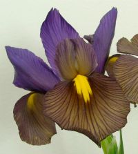 double dutch iris