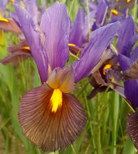 double dutch iris