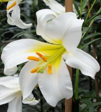 lilium regale