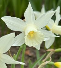 daffodil elka