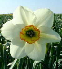 green daffodil