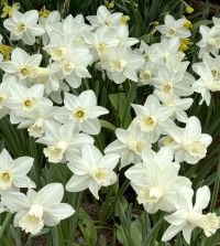narcissus wit