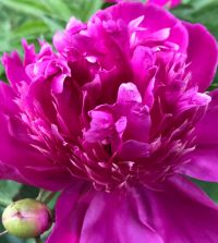 purple peonies