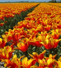 fire wings tulip