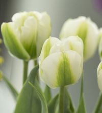 green tulips