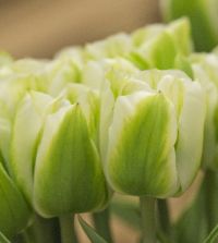 green tulips