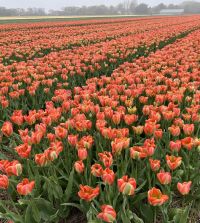 orange tulips