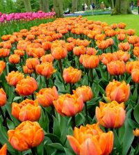 bunga tulip orange
