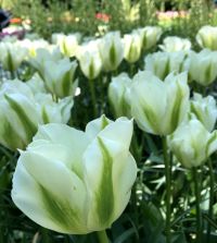 green tulips