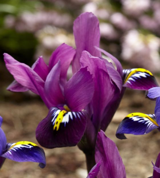 Blue And Yellow Iris