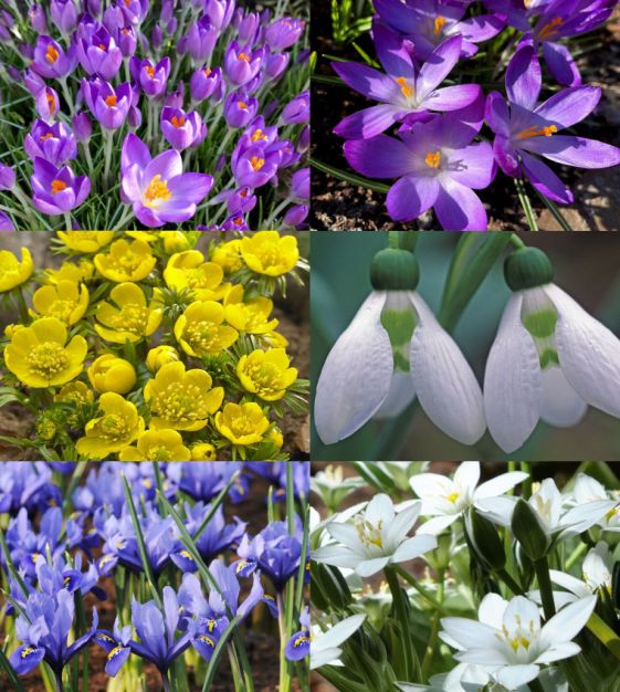 Collection R: The Early Bird Garden | Van Engelen Wholesale Flower Bulbs