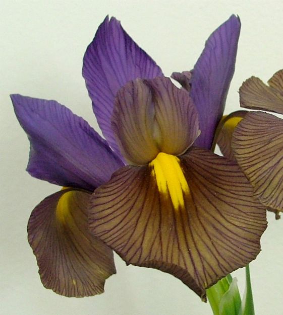 Double Dutch Iris