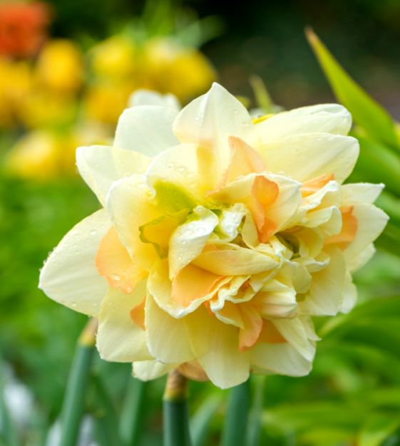 Narcissus Pom Pom Rose | Van Engelen Wholesale Flower Bulbs