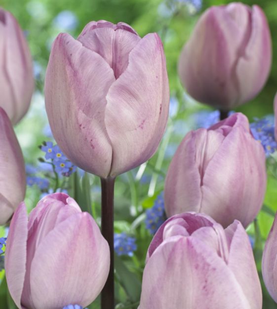 Tulip Jacuzzi | Van Engelen Wholesale Flower Bulbs