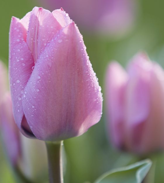 Tulip Janis Joplin | Van Engelen Wholesale Flower Bulbs