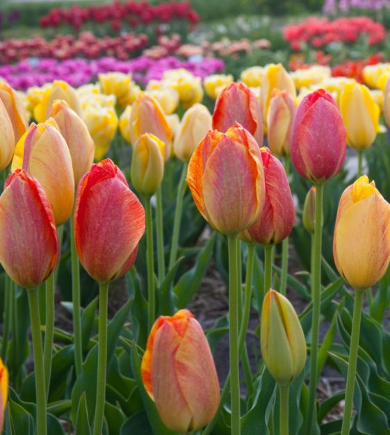 Tulip Rhapsody of Smiles