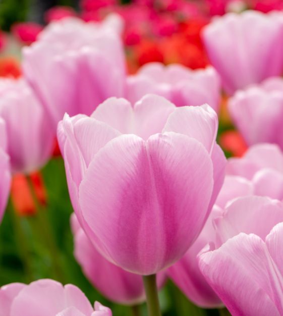 Tulip Argos | Van Engelen Wholesale Flower Bulbs